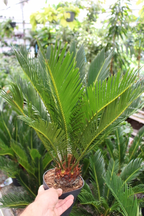 Wielka PALMA CYCAS CYKAS REVOLUTA SAGOWIEC • Cena, Opinie • Rośliny ...