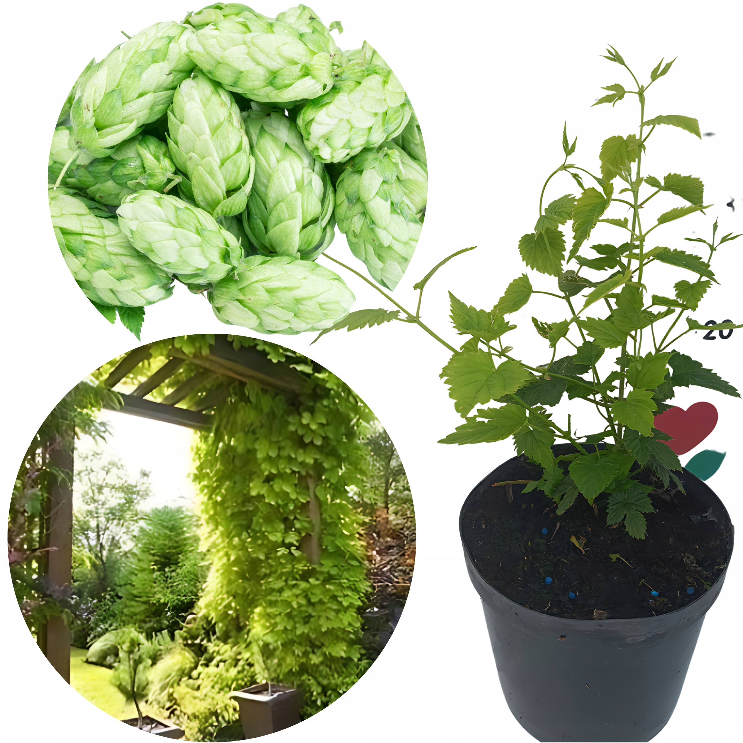 Chmiel na Żywopłot Duża Sadzonka C2 Humulus Lupulus Szybko Rośnie ... Chmiel na Żywopłot Duża Sadzonka C2 Humulus Lupulus Szybko Rośnie ...