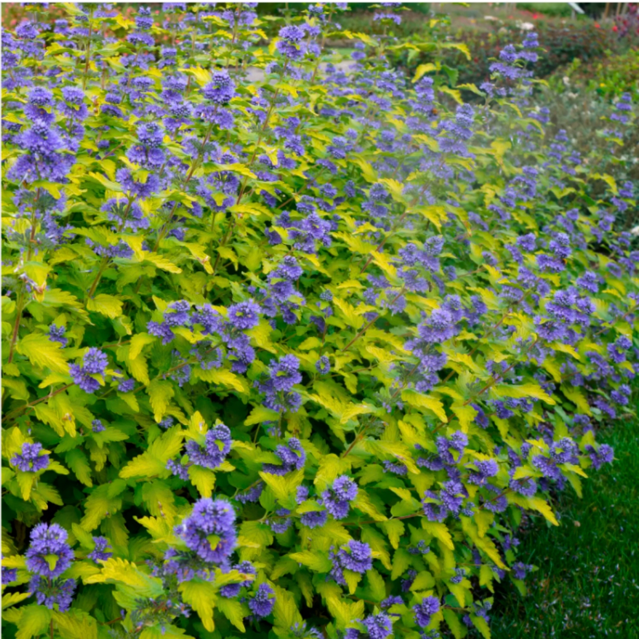 Barbula HINT OF GOLD nowa odmiana NIEBIESKIE PACHNĄCE KWIATY Duże ...