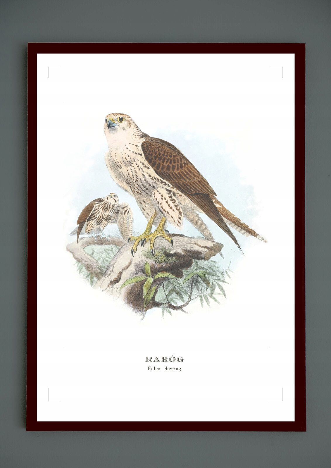 Młody RARÓG jak Swaróg ptaki Polski grafika ze starego atlasu ptaków ...