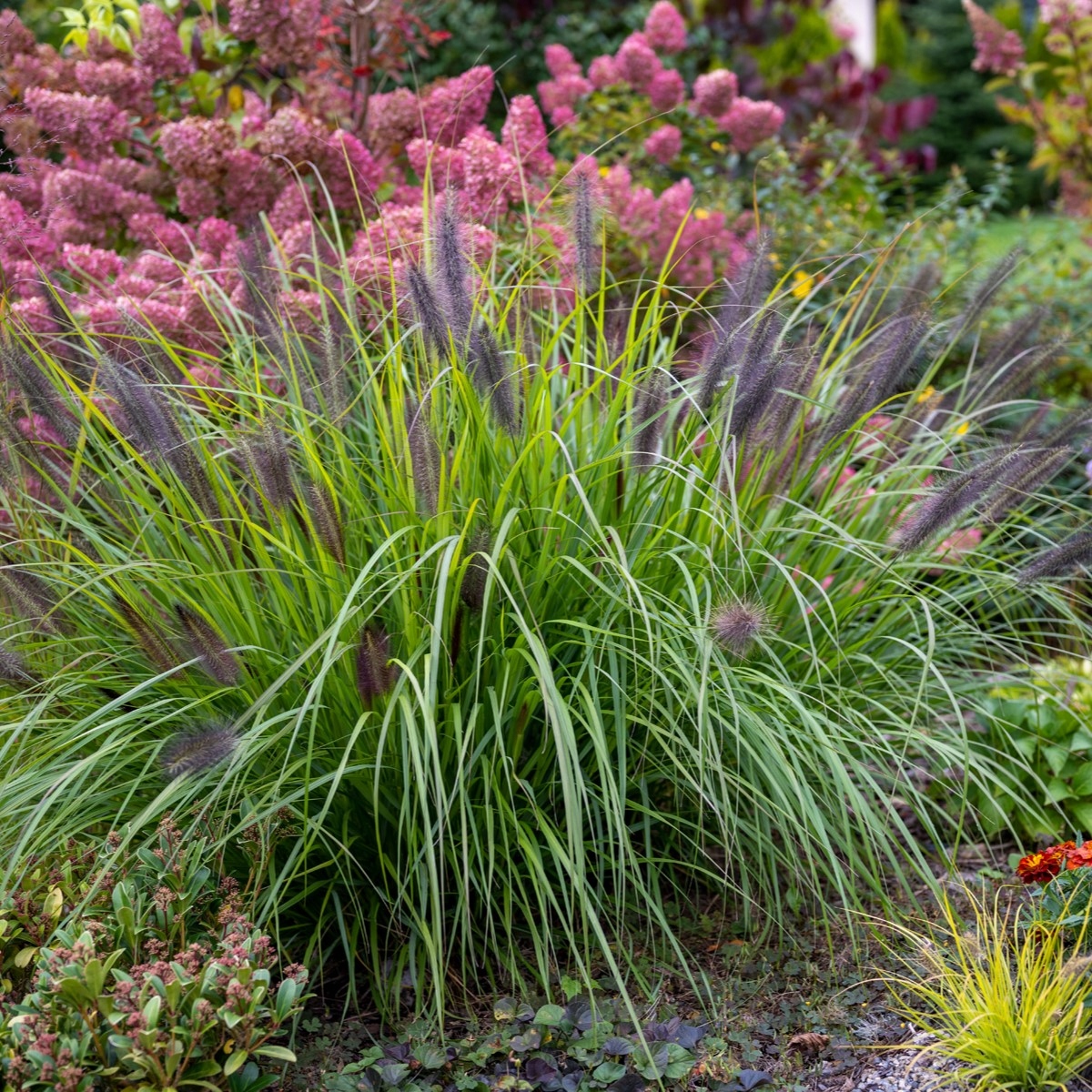 Rozplenica japońska MOUDRY - trawa piórkowa wieloletnia, tworzy duże ...