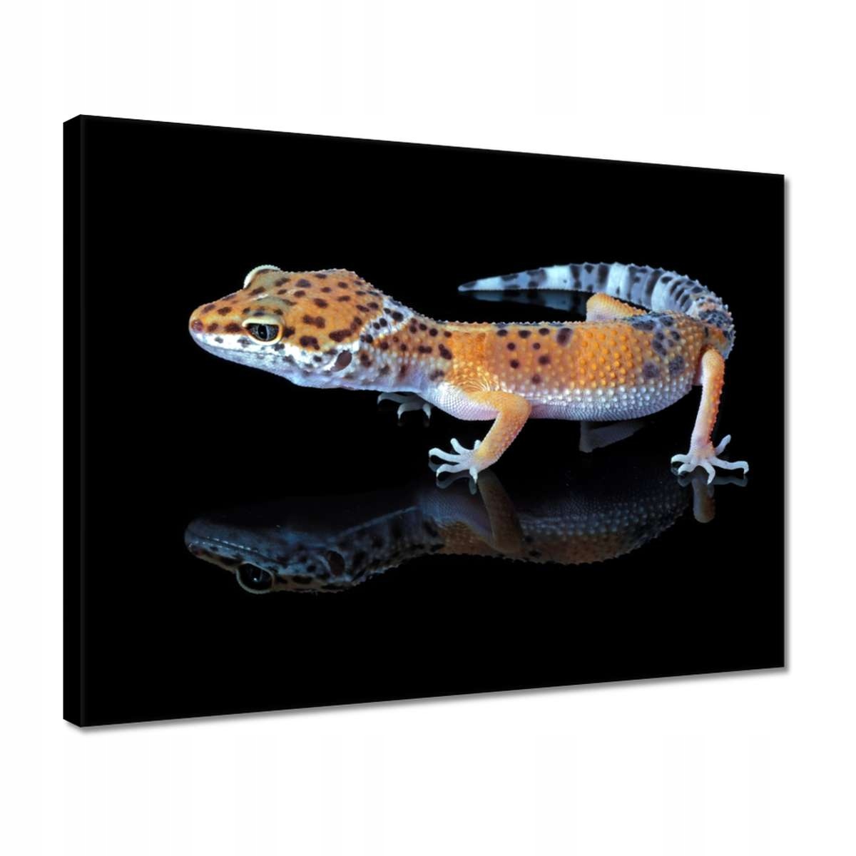 Vászonkép 40x30 Gekkó leopárd hüllők za 4390.00HUF-ért - Allegro