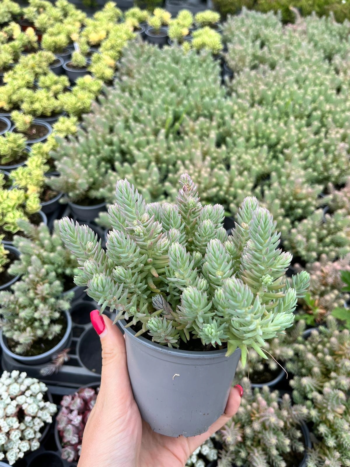 Rozchodnik ościsty SEDUM REFLEXUM - sadzonka (16/09/2178) • Cena ...