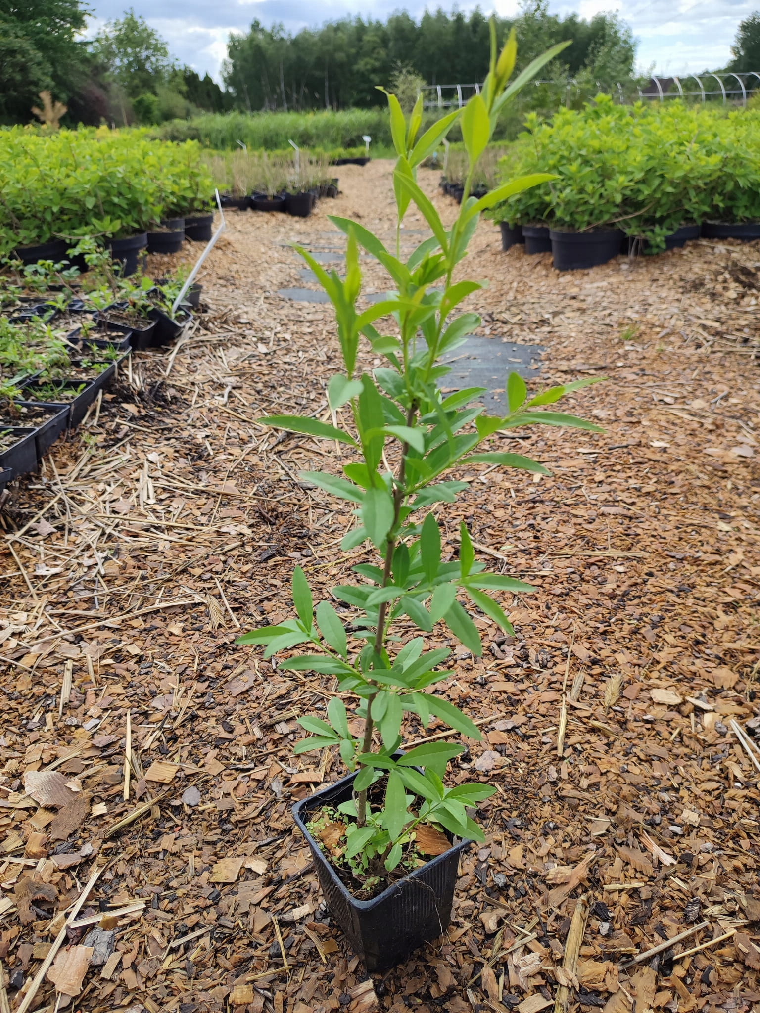 Ligustr pospolity - Ligustrum vulgare (P9) • Cena, Opinie • Drzewa i ...