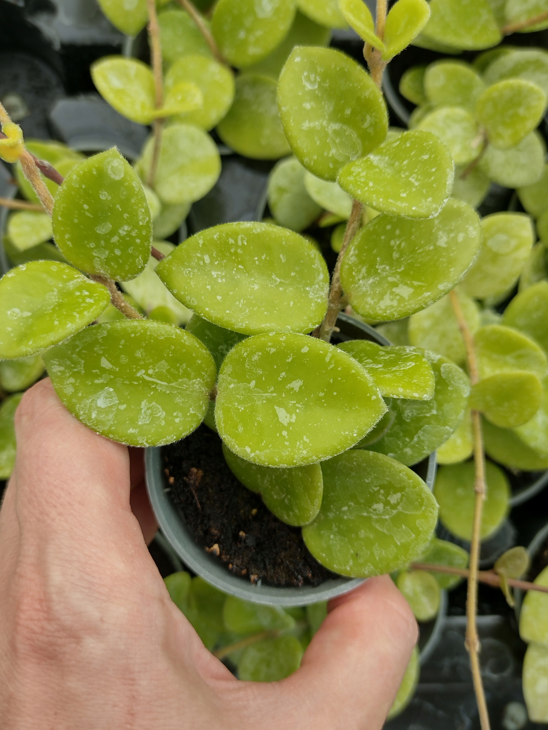 HOYA 'MATHILDE SPLASH' Woskownica HOJA • Cena, Opinie • Rośliny ...