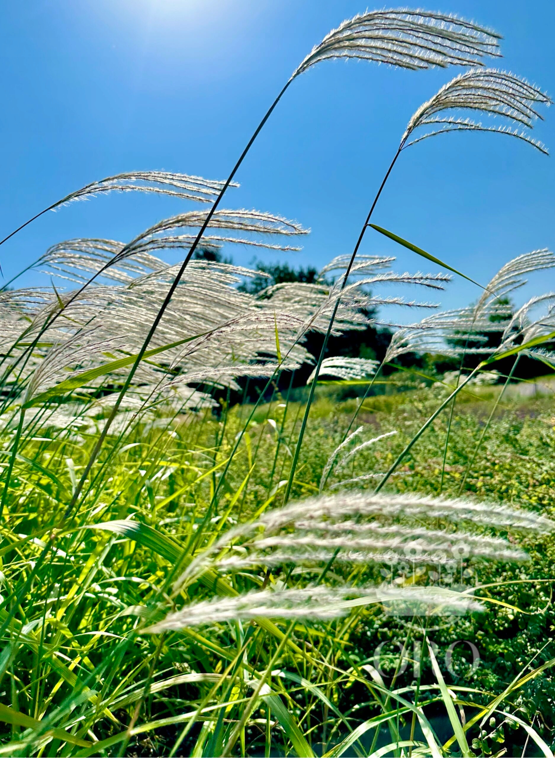Miskant Chiński 'Memory' - Miscanthus sinensis 'Memory' (P9) • Cena ...