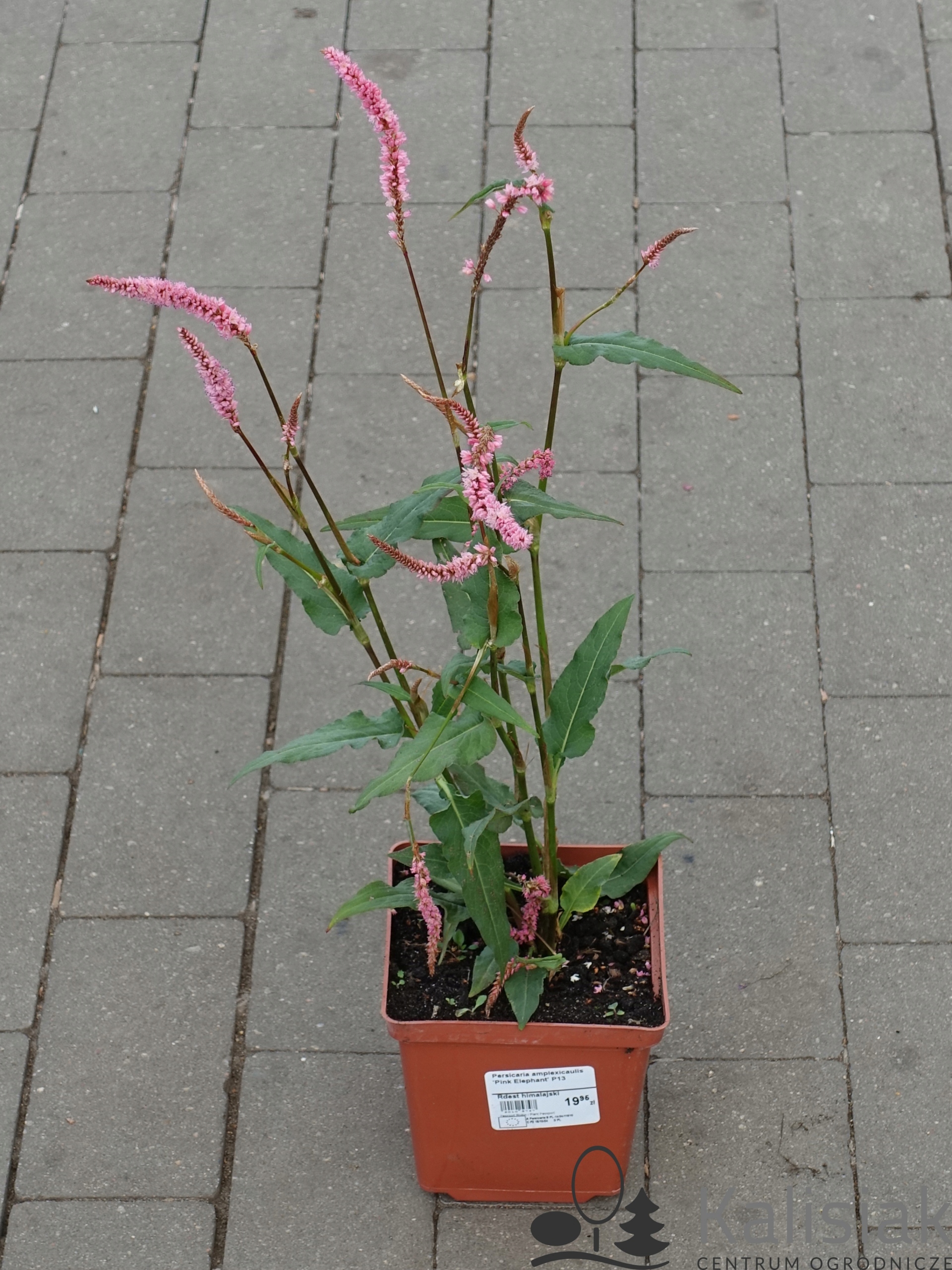 Persicaria amplexicaulis 'Pink Elephant' Rdest himalajski 2L • Cena ...