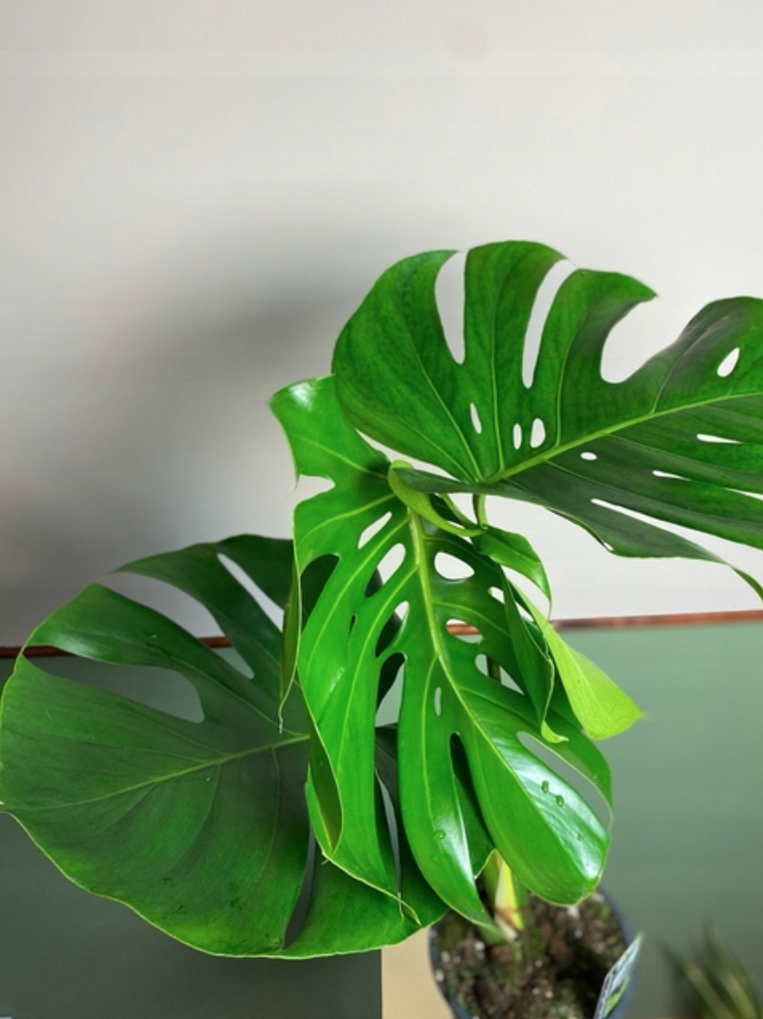 Monstera sadzonka w pojemniku 3-5l (8720496014788) • Cena, Opinie ...