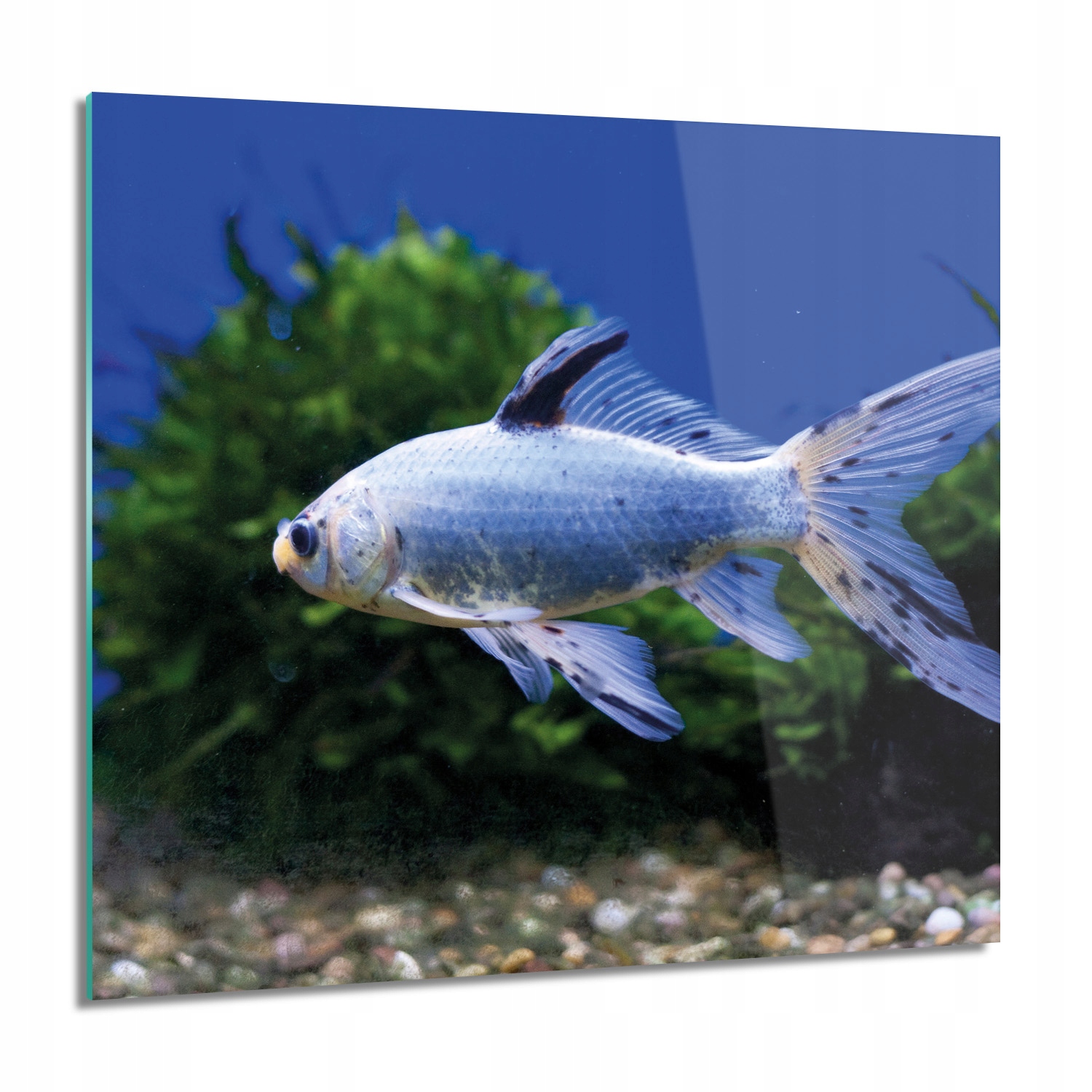 Ryba akwarium grafika Foto na szkle ścienne 60x60 • Cena, Opinie - Allegro