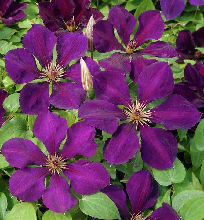 CLEMATIS FIOLETOWY JACKMANII 923 • Cena, Opinie • Rośliny pnące ...