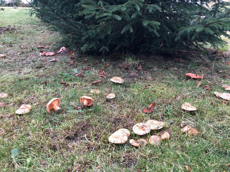 Gombafonal Mycelium vargánya gomba 0,01 kg, (5906874355107) • Ár ...