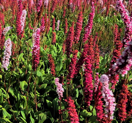 Rdest Czerwony - Rośliny ogrodowe - Największy wybór roślin ...