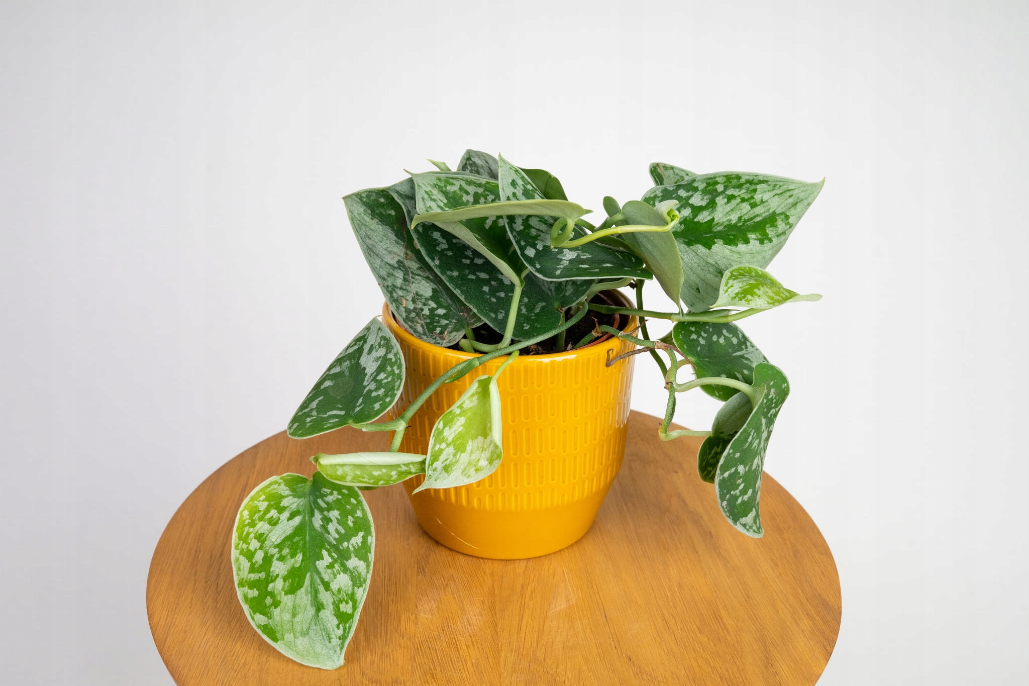 SCINDAPSUS PICTUS 'ARGYRAEUS PSTRY' - D12cm WYSOKOŚĆ: 20cm • Cena ...