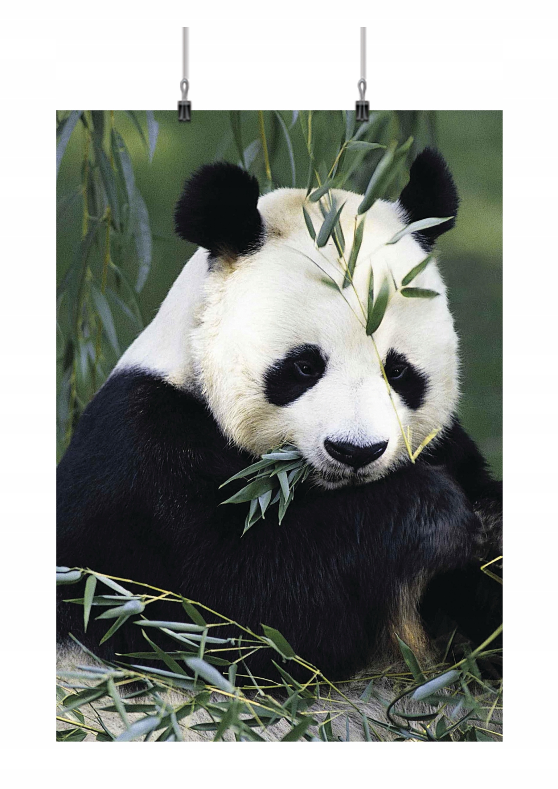 Plakat bez ramy 42 x 59 cm • Cena, Opinie • Plakaty 11816482684 • Allegro