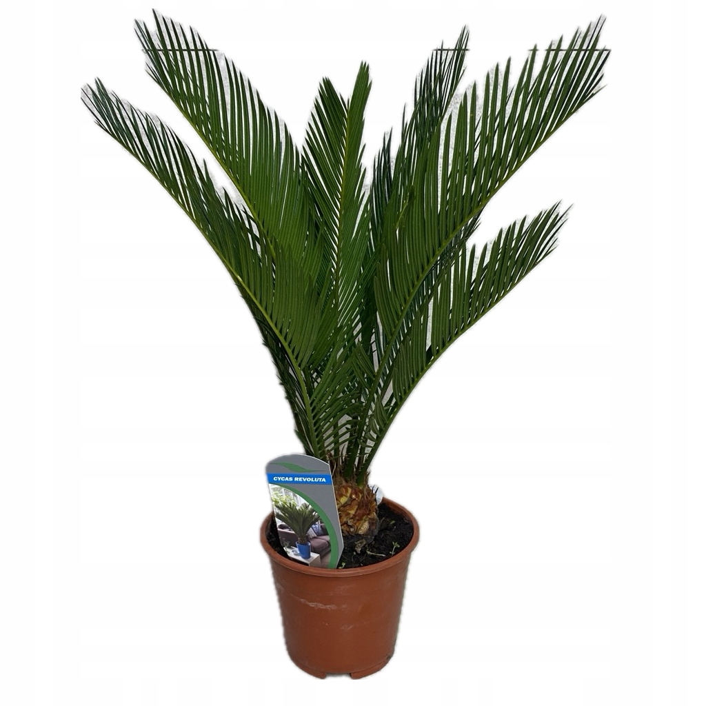 Cycas Revoluta Cykas Sagowiec • Cena, Opinie • Rośliny doniczkowe ...