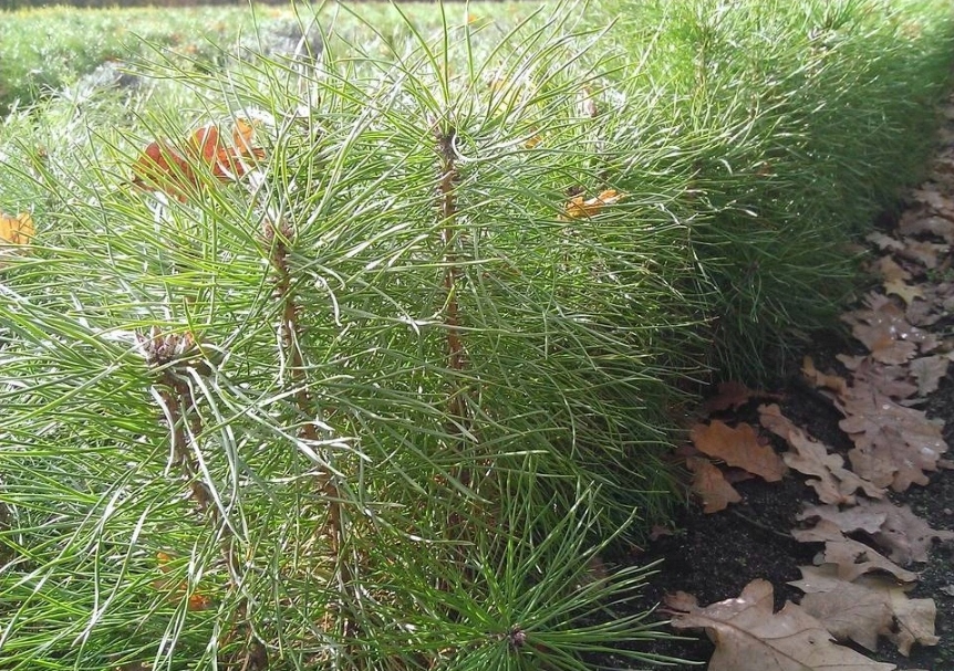 DUŻE SADZONKI SOSNY POSPOLITEJ ZWYCZAJNEJ 20-50cm • Cena, Opinie ...