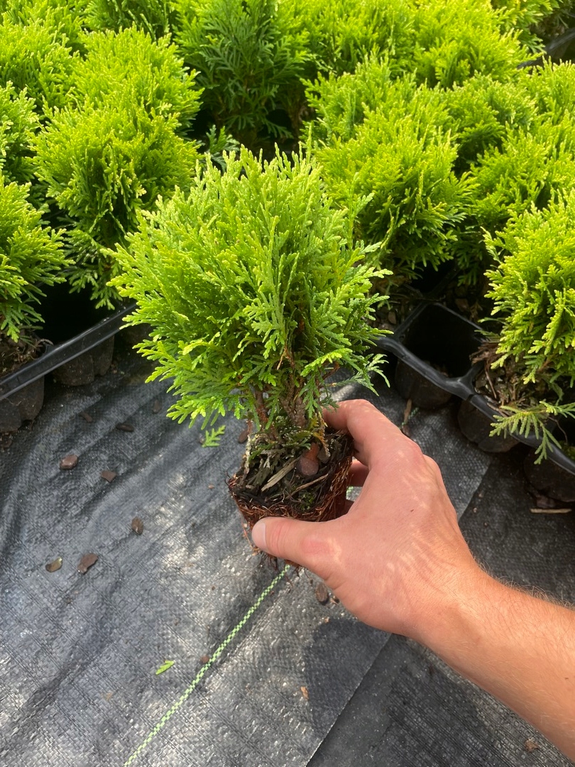 Thuja tuja zielona kulka danica ładna mała (5904978640211) • Cena ...