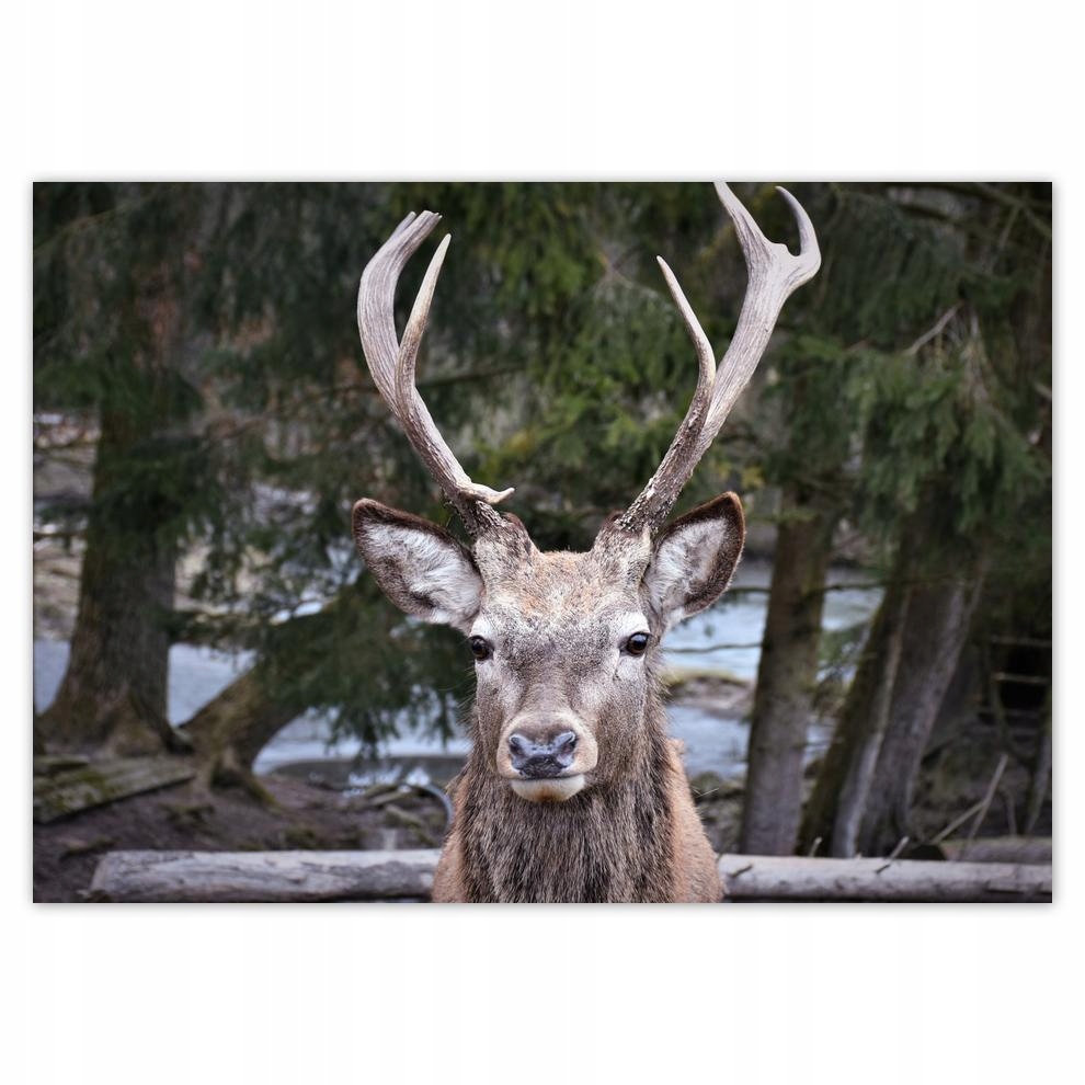 A0 Méretű Matricák - Szarvas Agancs Trófea, • Ár, Vélemények - Allegro