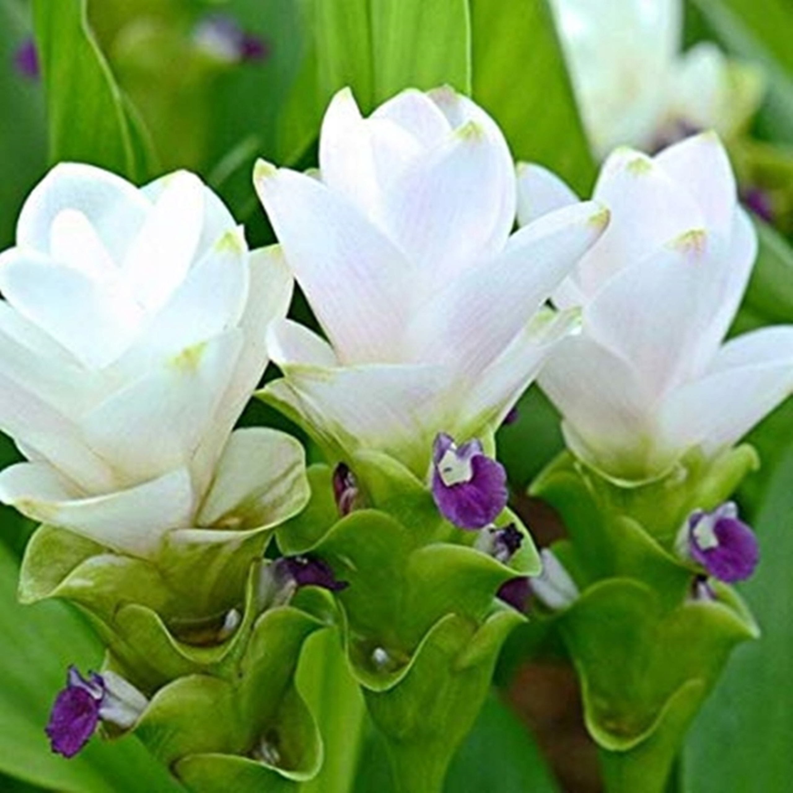 Curcuma White Wonder Kurkuma Biała 1 szt sadzonka sadzonki kurkumy ...