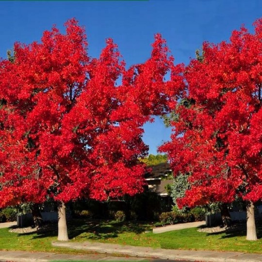 Ambrowiec amerykański SŁODKI ZAPACH AMBRY • Cena, Opinie • Drzewa i ...