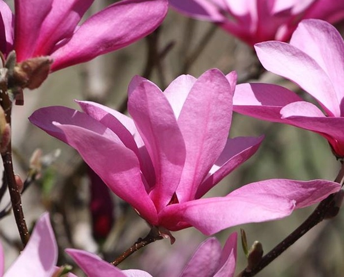 Magnolia Randy - Niska cena na Allegro