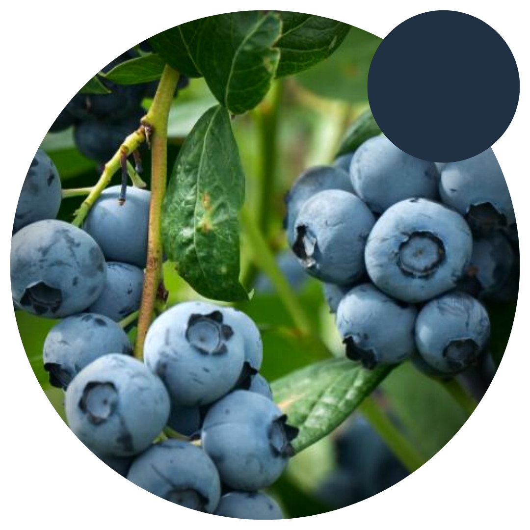 A felhasználó termékei mk-krzewy - Allegro