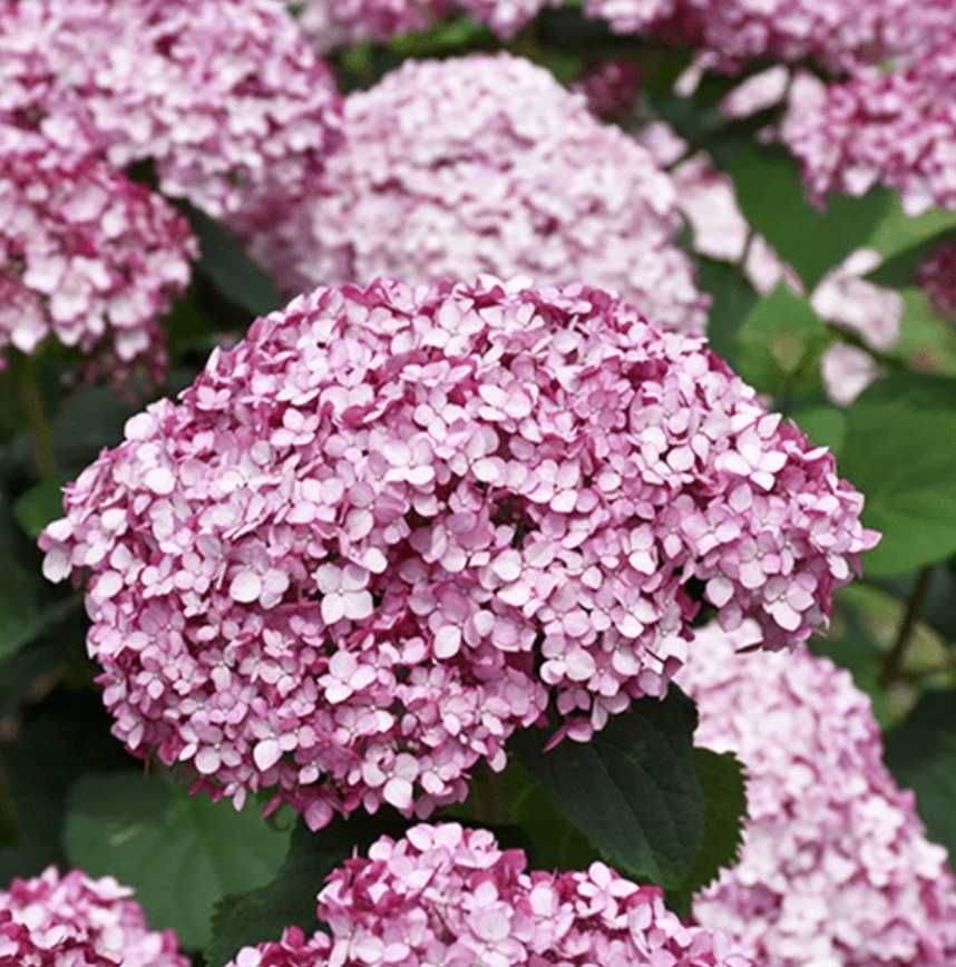 Hortenzie stromovitá PLATT ROSE za 231.00CZK - Allegro