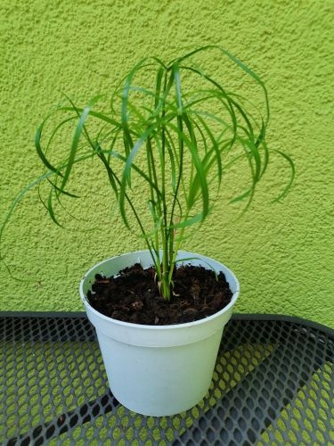 Cibora Papirusowa - Niska cena na Allegro.pl