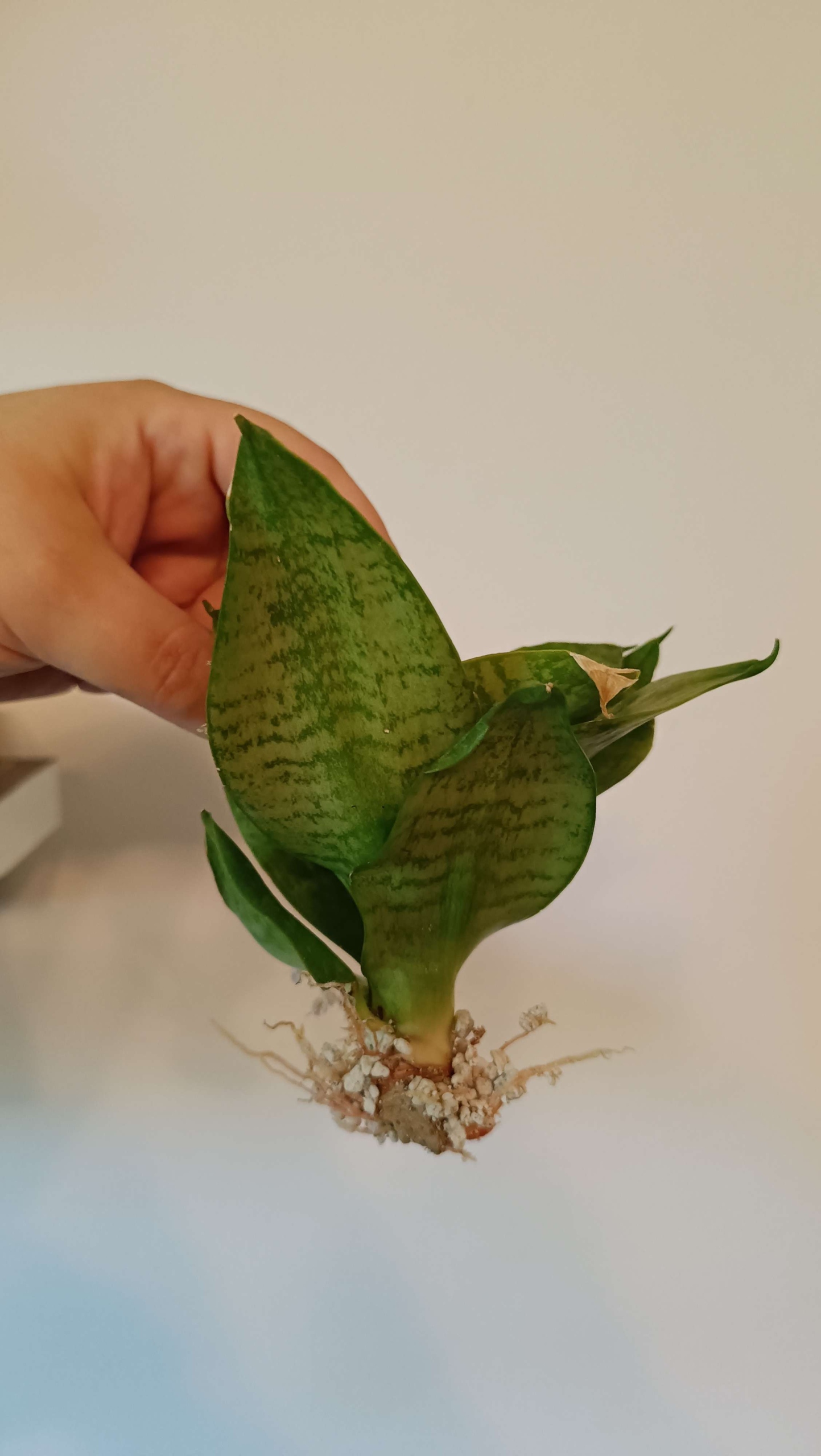 Sansewieria Lime dvarf / giada sadenica s holým koreňom, • Ceny ...