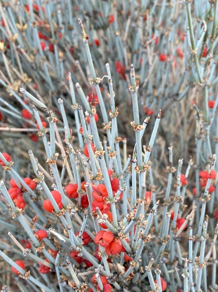 MA HUANG – POSLAT (EPHEDRA INTERMEDIA) 10 SEMEN za 46 Kč - Allegro