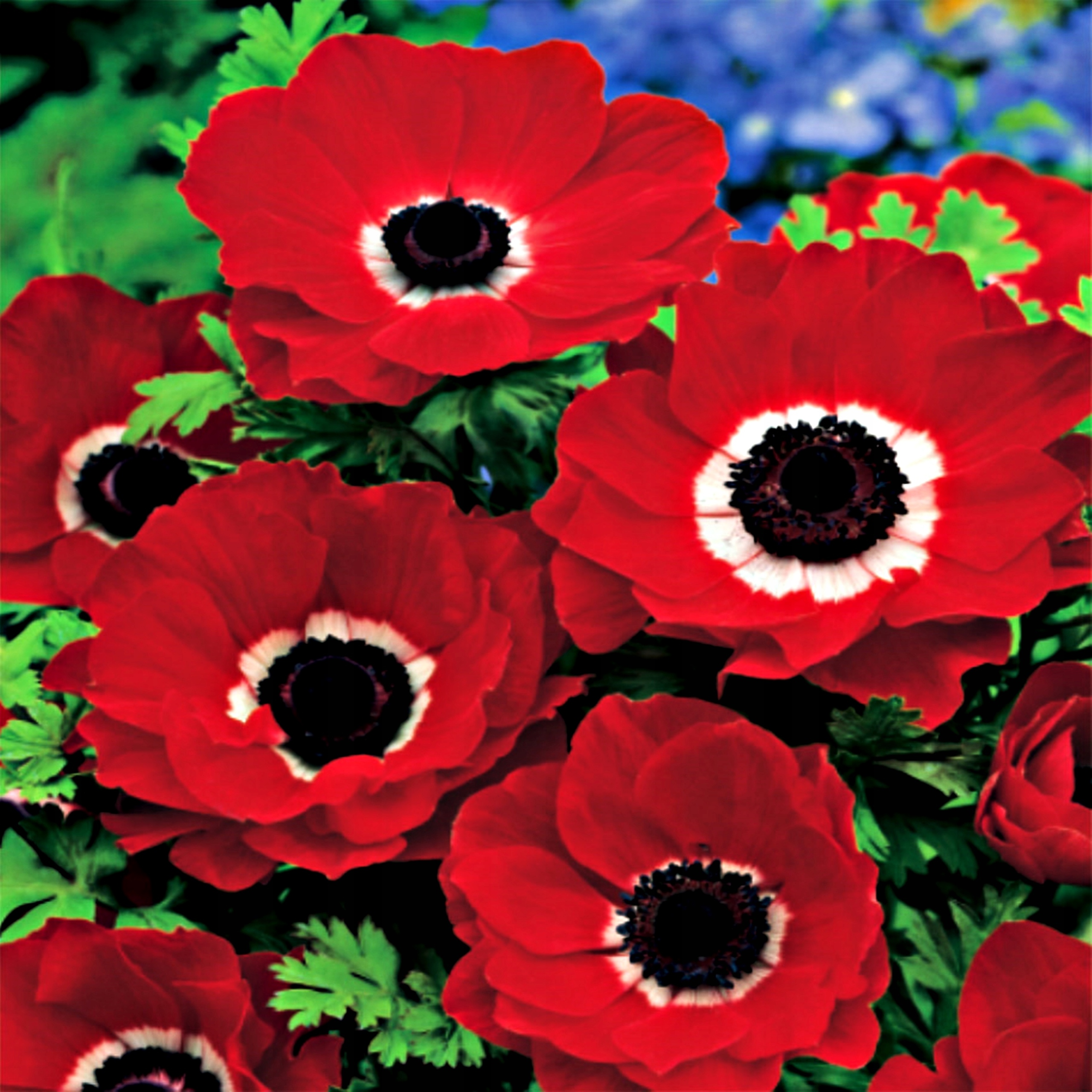 Sasanka Hollandia 10 ks Cibulky sasanky anemonky, (5905141104059 ...