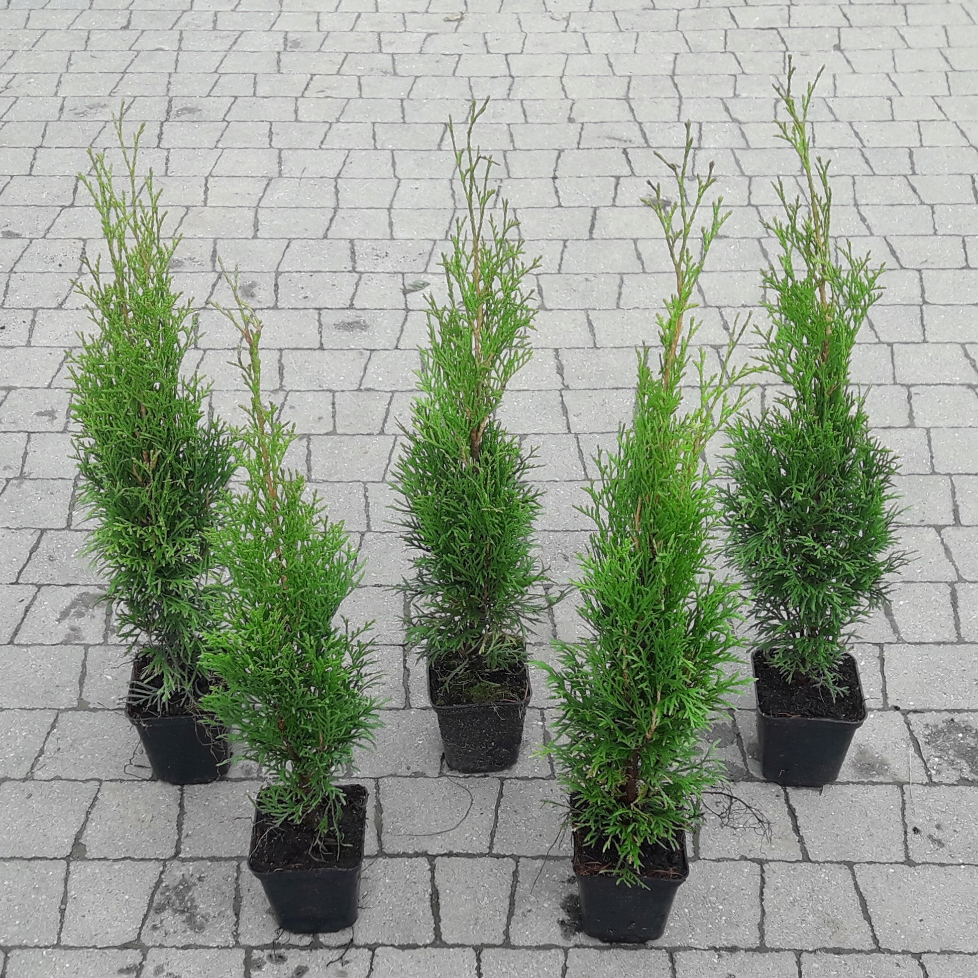 THUJA SMARAGD TUJA SZMARAGD DUŻE TUJE W DONICY • Cena, Opinie • Drzewa ...
