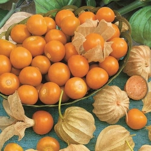 Nasiona rodzynek brazylijski Toraf 0,2 g (5907595503693) • Cena, Opinie • Warzywa 14618623992 ...