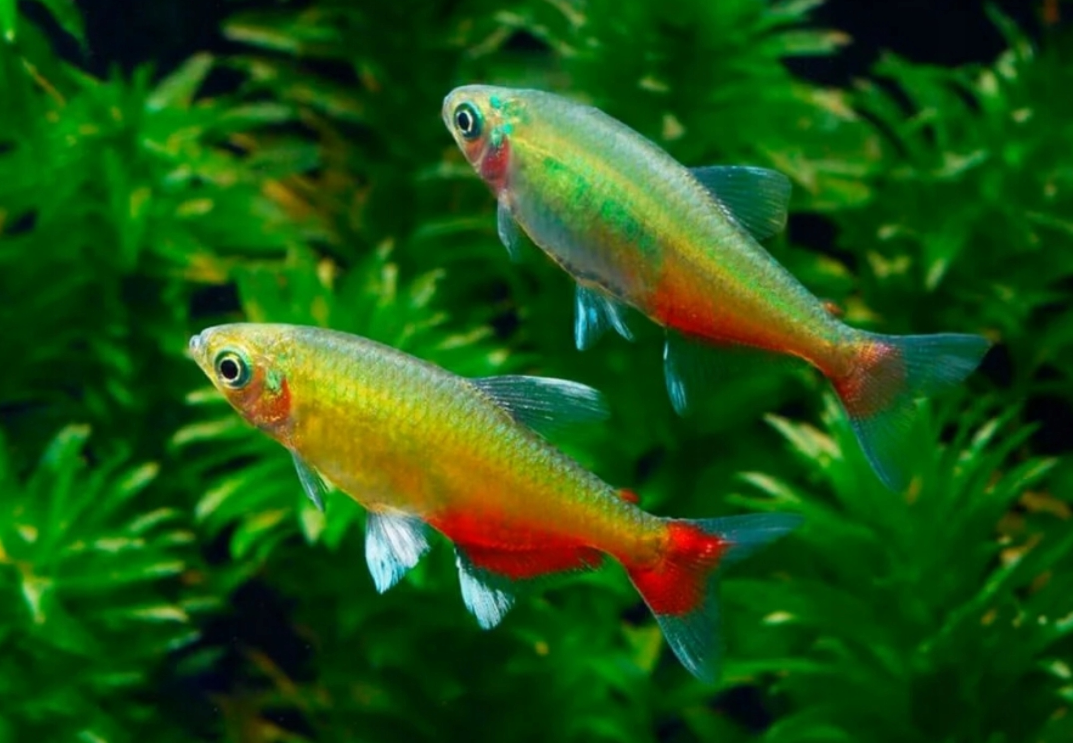 Żwawik rathbuni - Aphyocharax rathbuni - STADNY • Cena, Opinie • Ryby ...