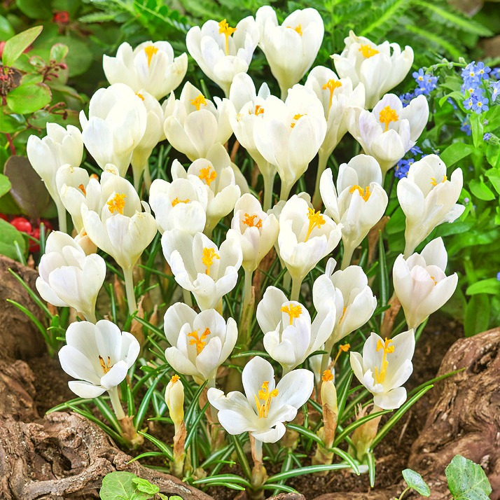 Krokus sadzonka w pojemniku 0,5-1l • Cena, Opinie • Rośliny doniczkowe ...