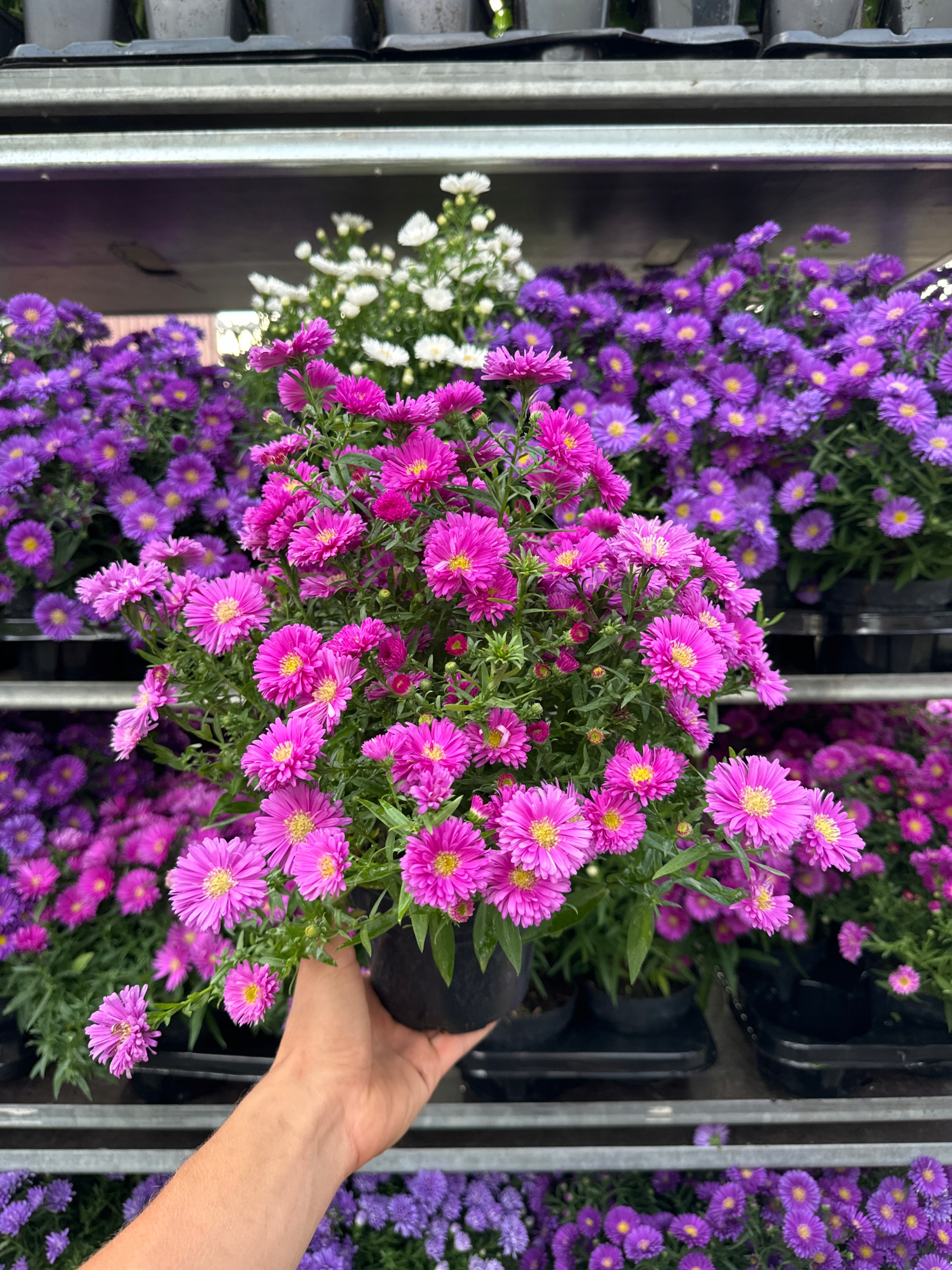 Aster Michałek Magic Pink • Cena, Opinie • Byliny ozdobne 14069233492 ...