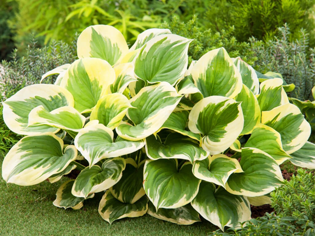 FUNKIA HOSTA SADZONKI MAMA MIA KŁĄCZE 1 SZT. 13129433281 - Allegro.pl