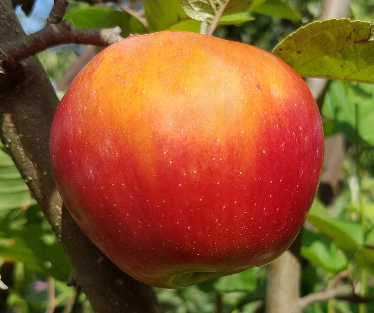 JABŁOŃ ZŁOTA RENETA (KRÓLOWA RENET) - POD. KARŁOWA • Cena, Opinie ...