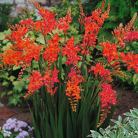 KROKOSMIA CYNOBRÓWKA CROCOSMIA LUCIFER FIREY STARS czerwona 5 szt ...