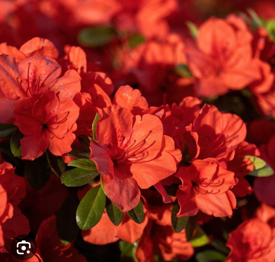 Różaneczniki i azalie sadzonka w pojemniku 0,5-1l 10-20 cm • Cena ...