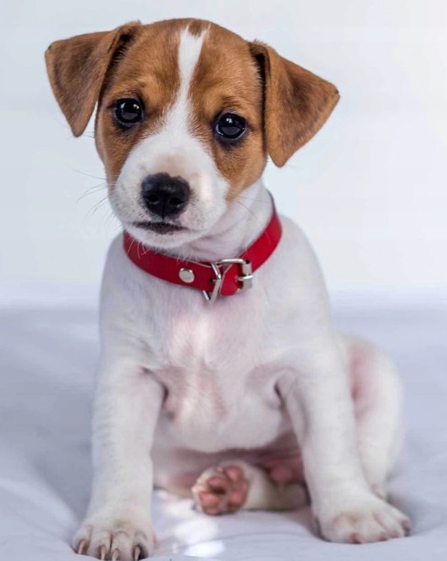 DUŻY KOC NARZUTA PIESEK PIESKI TERIER PLED JACK 11281970589 - Allegro.pl