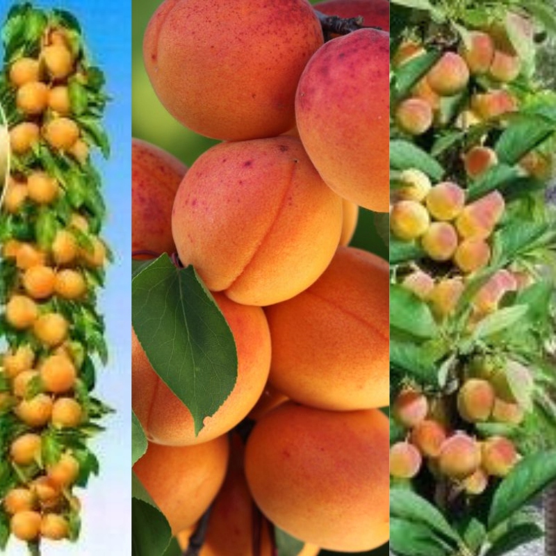 MORELA KROJCZYNKA KOLUMNOWA 483 • Cena, Opinie • Rośliny owocowe ...