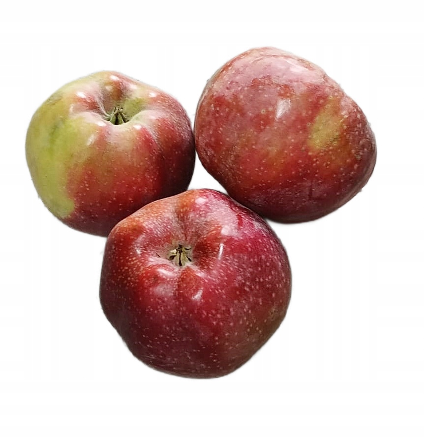 Przedmioty użytkownika lobo_wost - Allegro