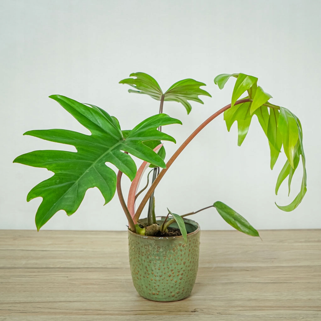 Philodendron Mayoi Kolekcjonerski Filodendron M (PHIL-MAI-12) • Cena ...