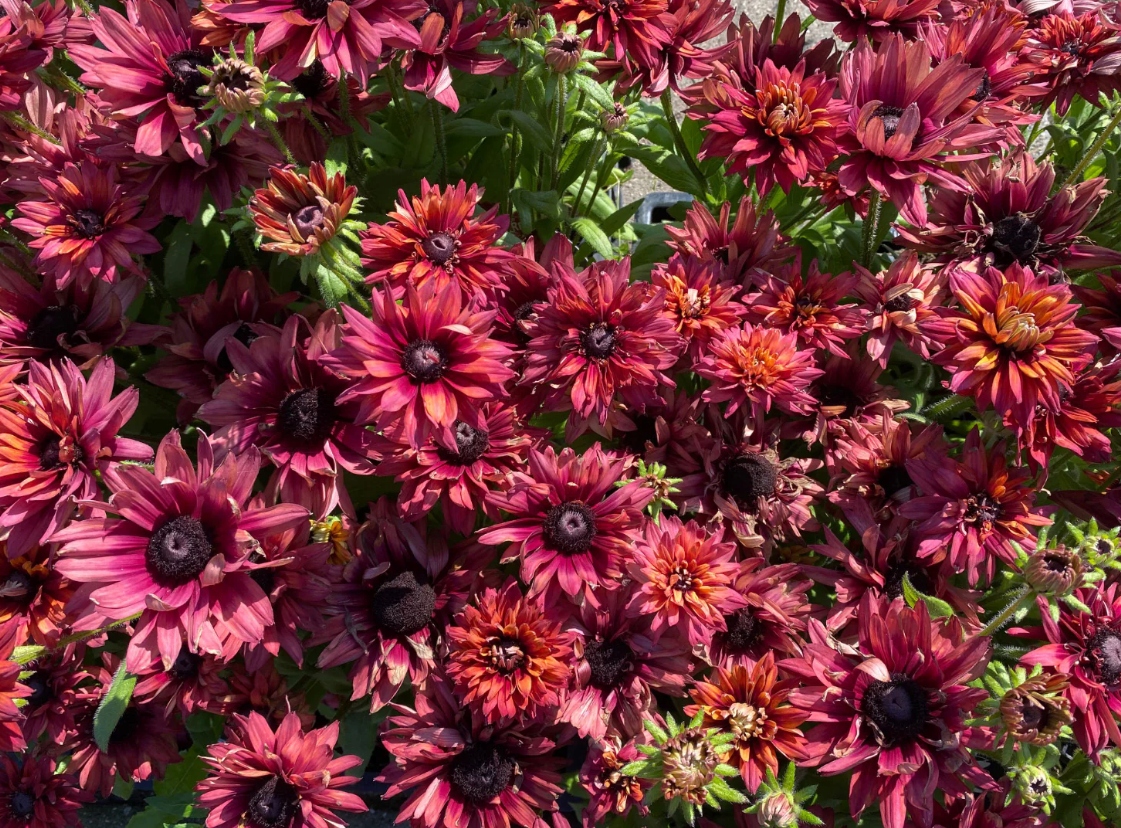 Rudbekia Hirta 'Flamenco True Red' Rudbeckia hirta • Cena, Opinie ...