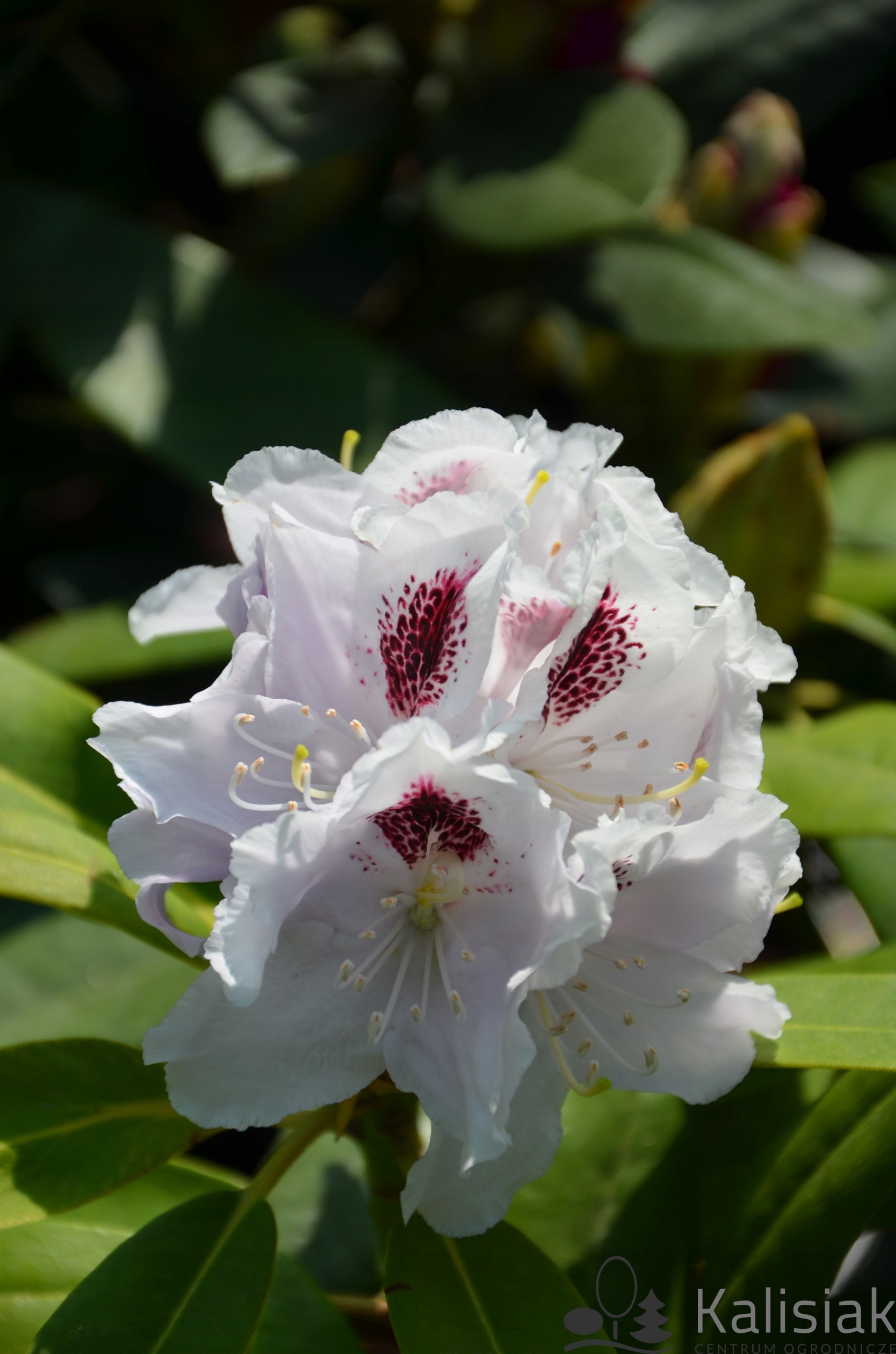 Rhododendron 'Calsap' Różanecznik 30-40 cm 5L • Cena, Opinie • Drzewa i ...