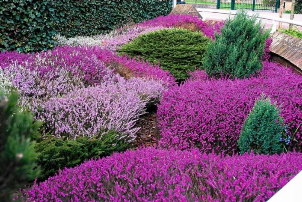 Wrzosiec Rożowe kwiaty Erica carnea Myretoun Ruby • Cena, Opinie ...