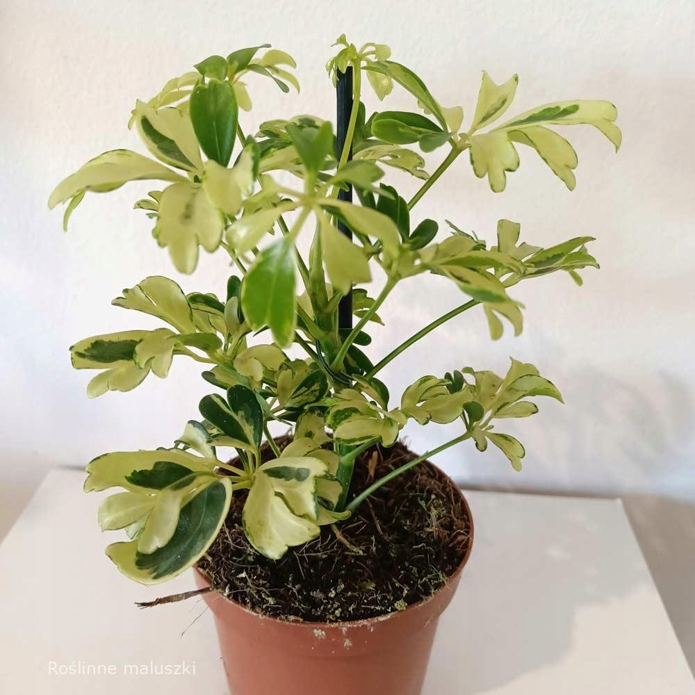 Schefflera arboricola Janine- szeflera drzewiasta roz.S • Cena, Opinie • Rośliny doniczkowe ...