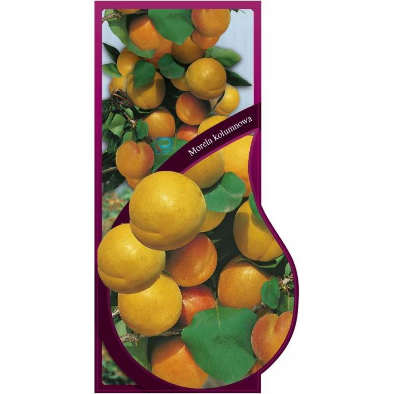 Morela Kolumnowa – Odmiana Letnia (5904365211277) • Cena, Opinie ...