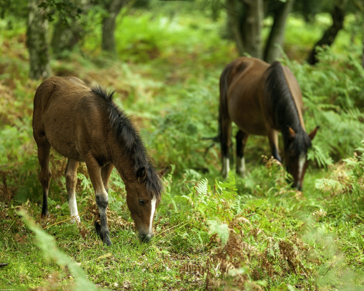 Plagát 50x40cm Divoké kone, Assaf Frank - Allegro